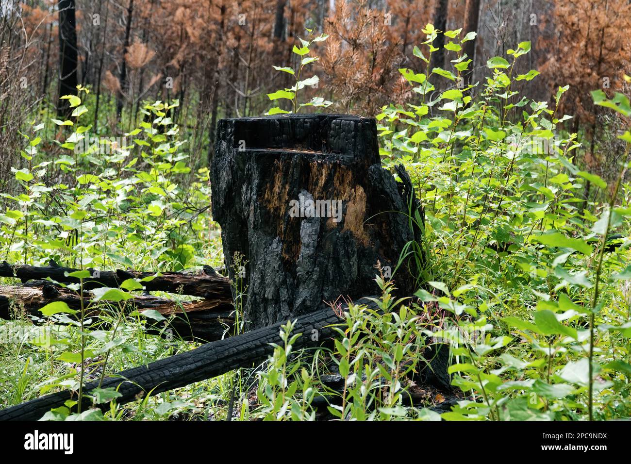 Fire-damaged forest boreal forests. Burnt boreal forests. Wildfire low ...