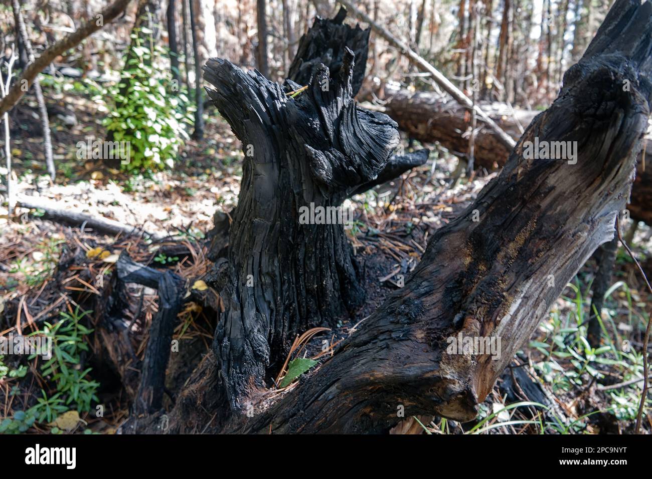 Fire-damaged forest boreal forests. Burnt boreal forests. Wildfire low ...