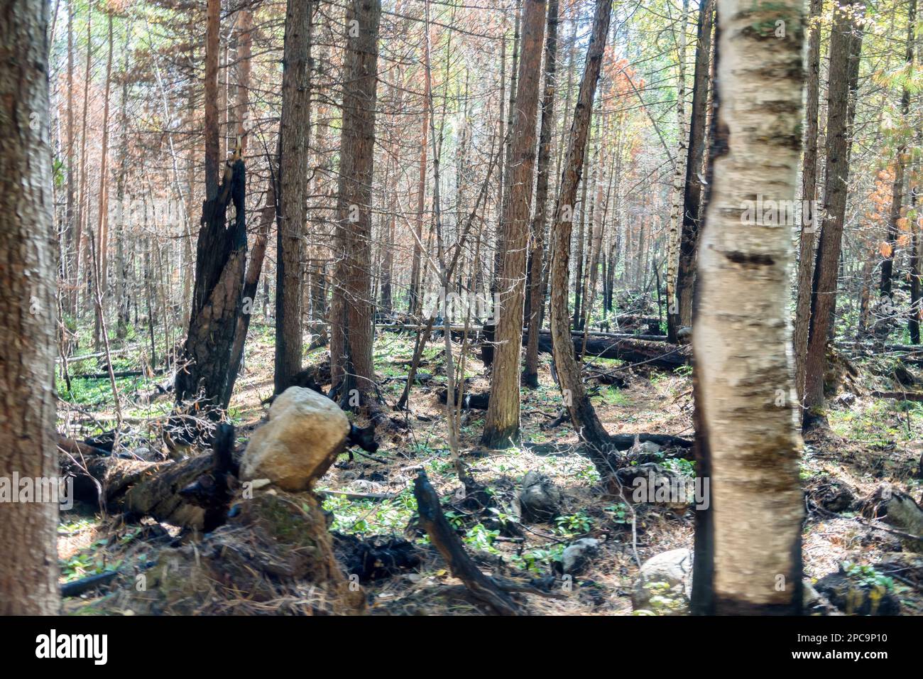 Fire-damaged forest boreal forests. Burnt boreal forests. Wildfire low ...