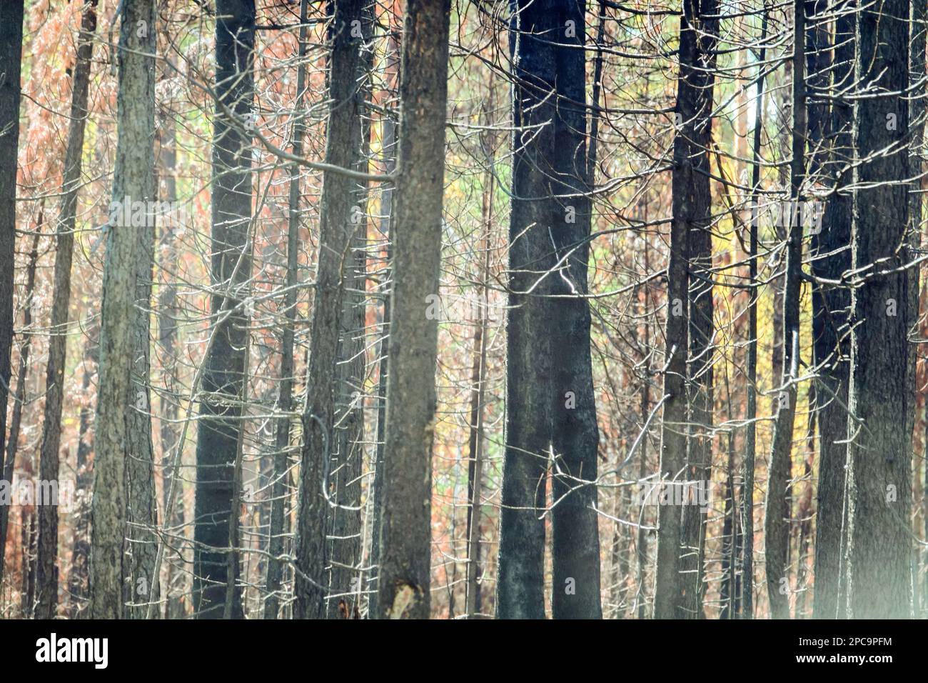 Fire-damaged forest boreal forests. Burnt boreal forests. Wildfire low ...