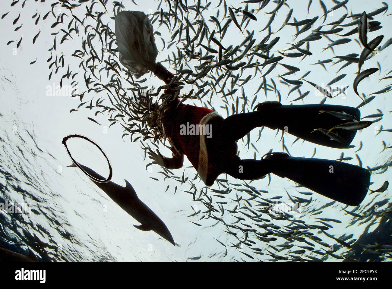 A diver in a Santa Clause costume feeds fish as part of a Christmas ...