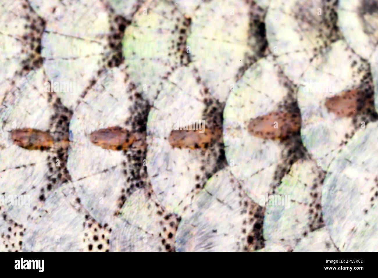 Carp fish scale. Ultra macro Stock Photo - Alamy