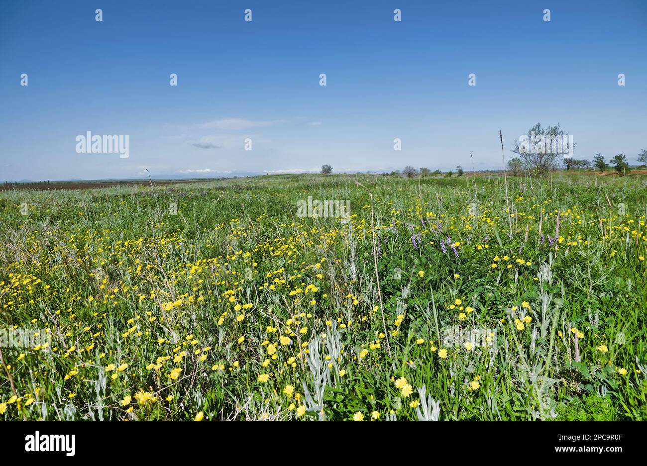 Spring prairie (plain steppe) of northern Black Sea region. Plot of ...