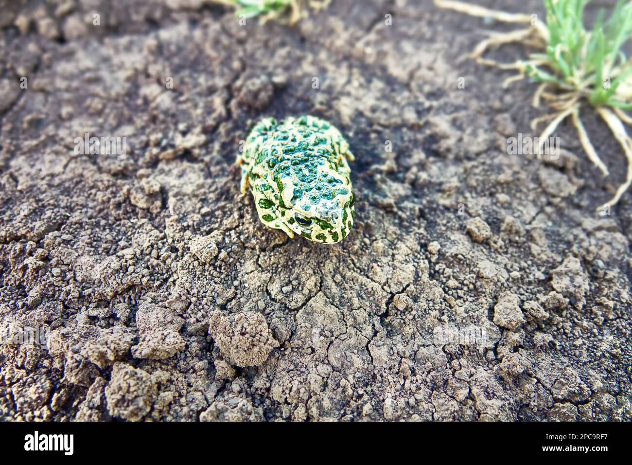 A young European green toad (Variable toad, Bufo viridis) on dry land ...
