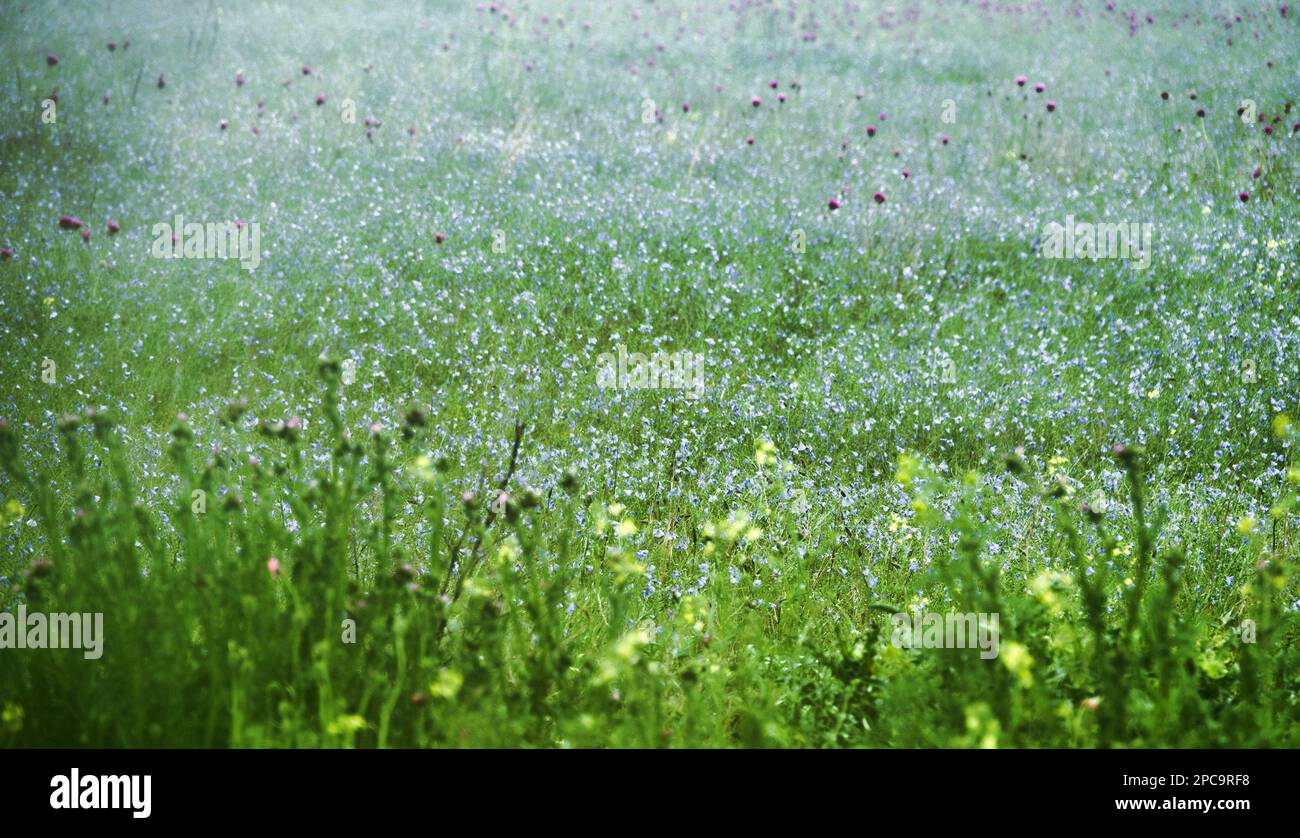 Beautiful blue picture of field in prolonged rain, dew drops glow ...