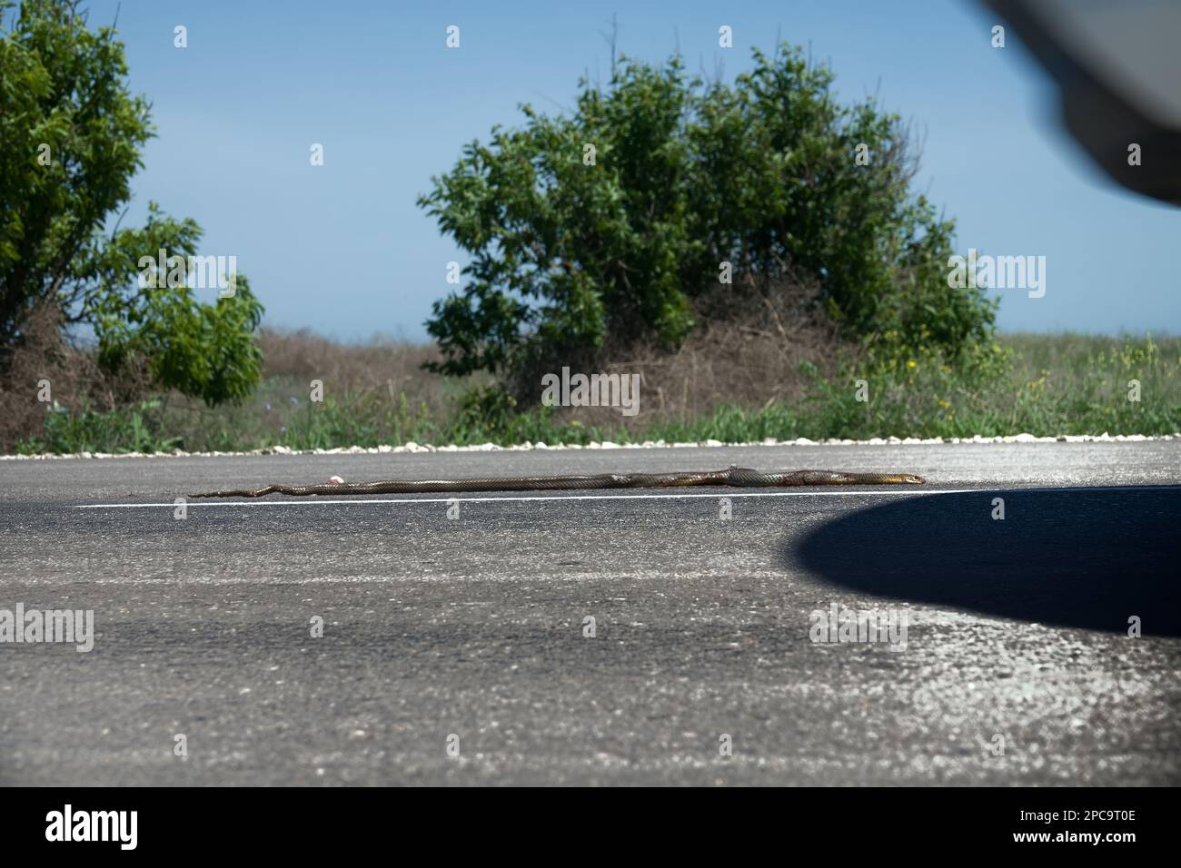 Snake on road is always corpse. Human's dislike of snakes, their ...