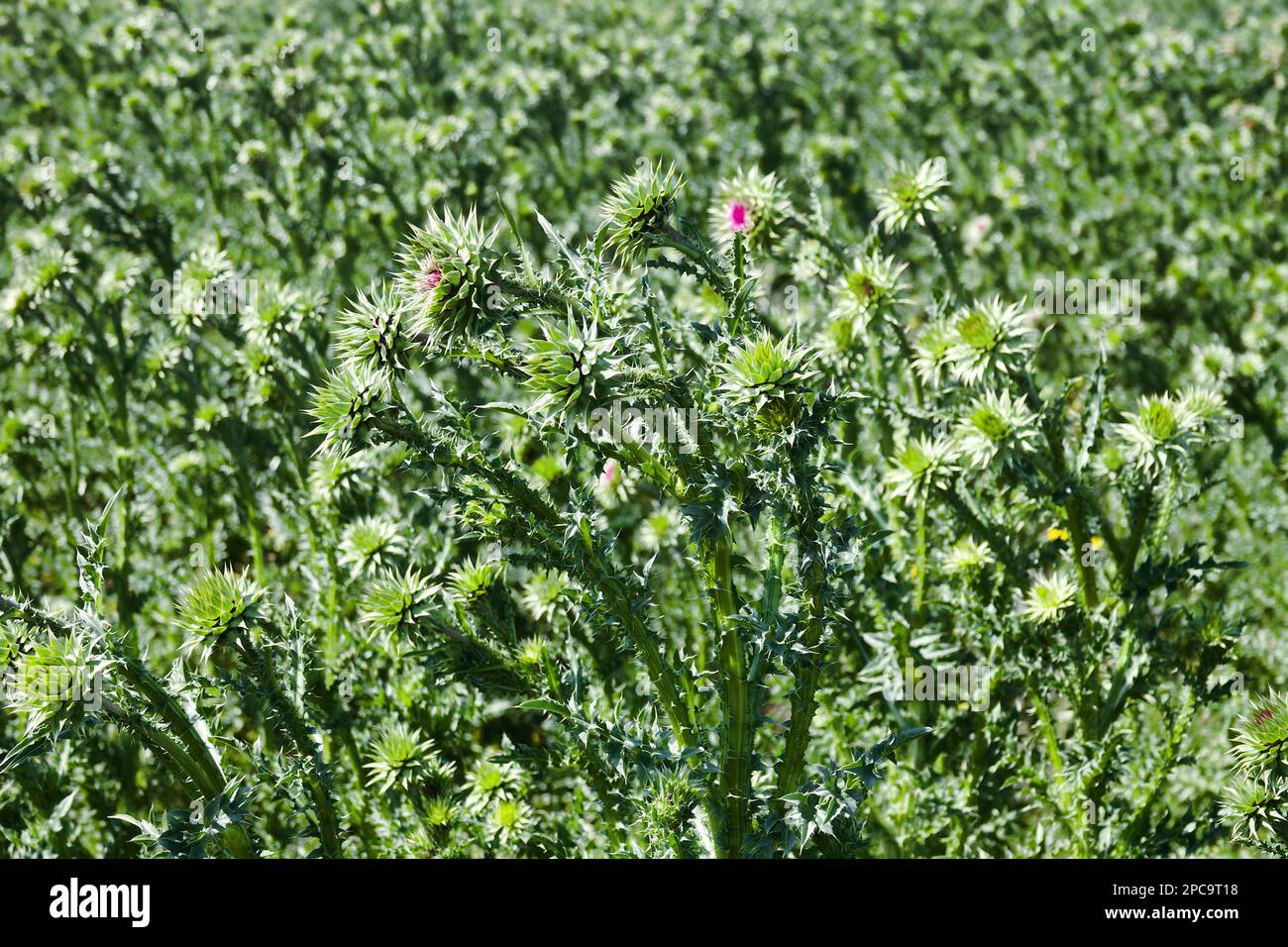 Persistent weeds hi-res stock photography and images - Alamy