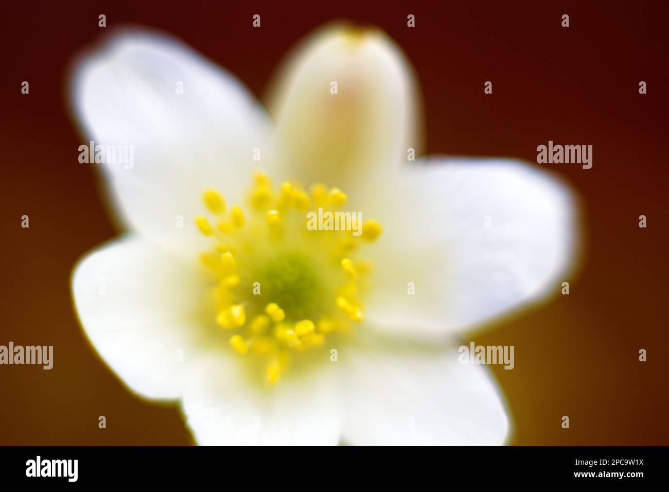 Flowers assyria hi-res stock photography and images - Alamy