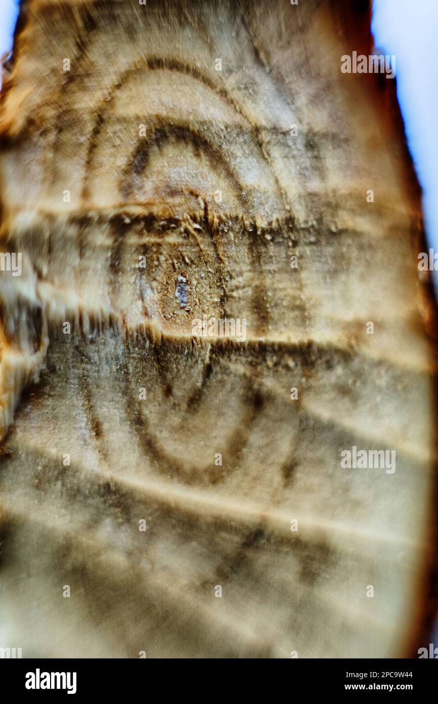 Dendrology, forestry. Elderberry (Sambucus nigra) trunk section. The ...