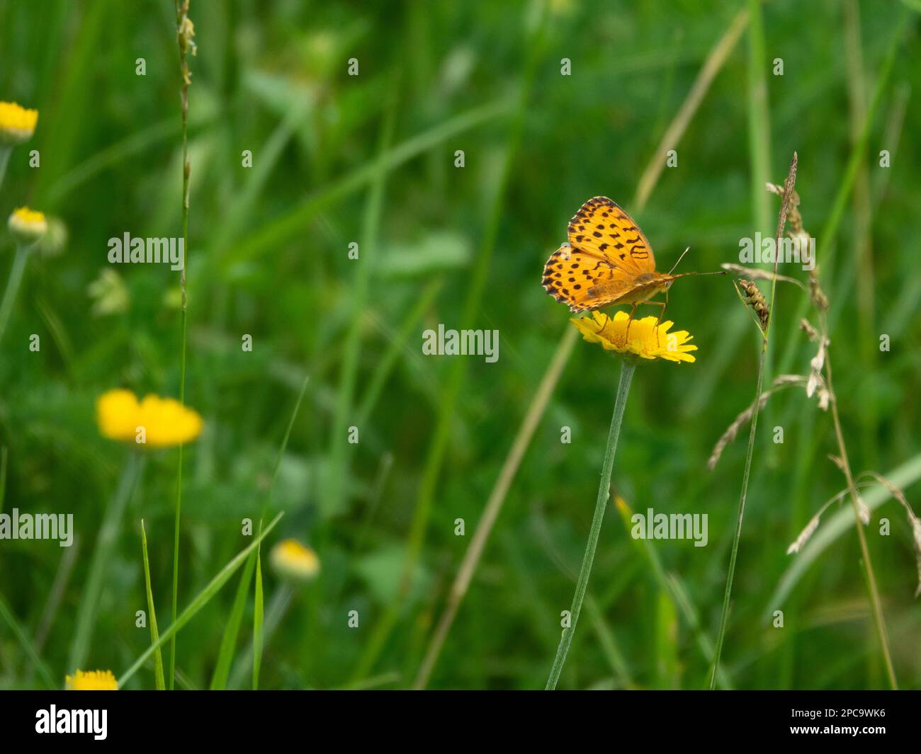 Fritillary; silverspot (Argynnis sp.) in Caucasus forb meadow Stock ...