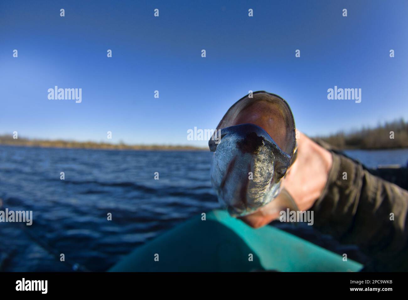 The Sabrefish (Pelecus cultratus) was caught from the northern river ...