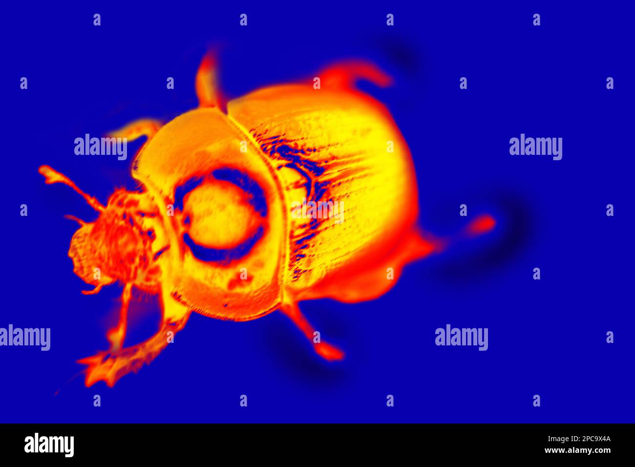 The Divine Beetle of the Egyptians. His back is crowned with a sacred ...
