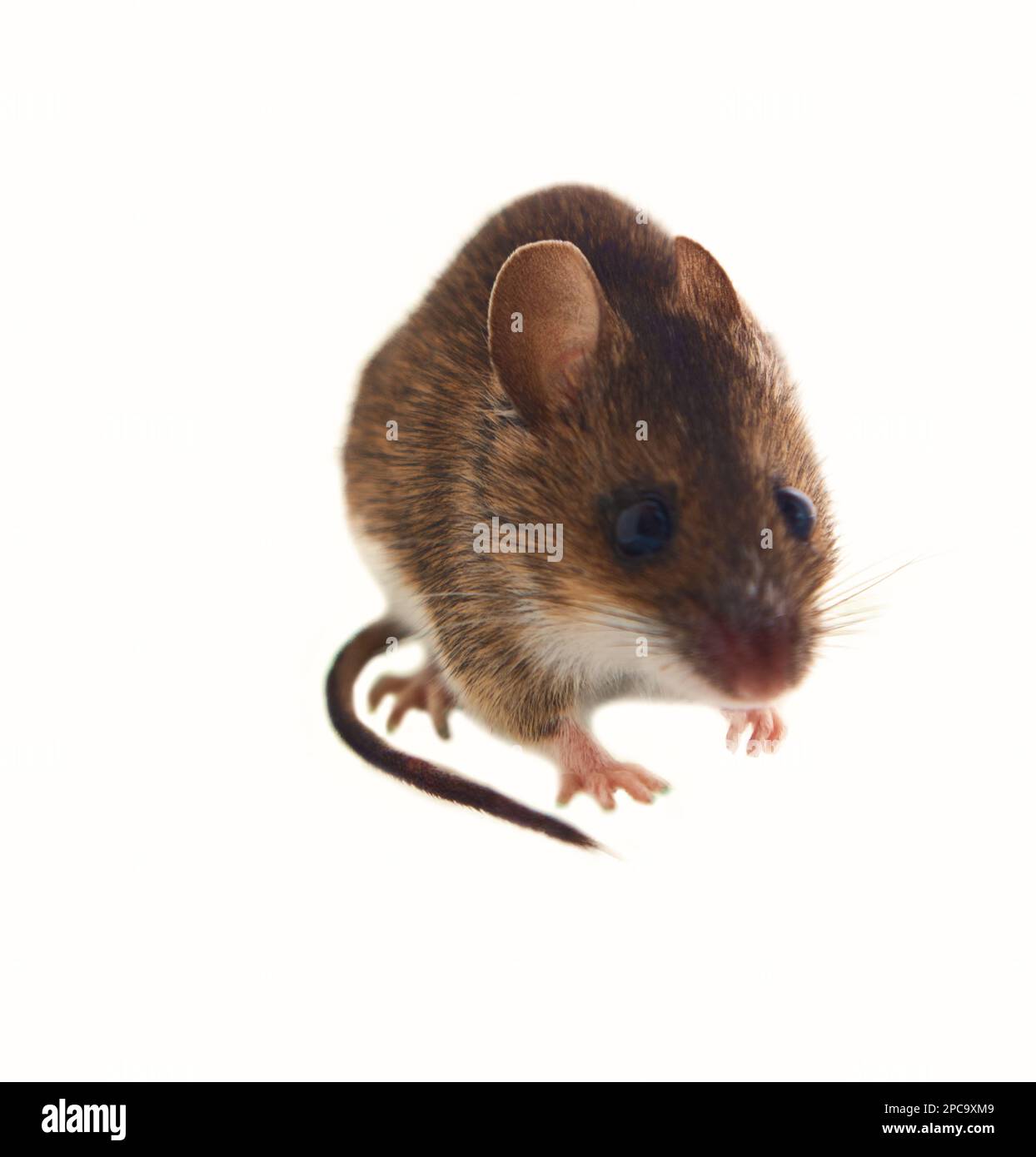 Theriology. Mouse-like rodents of boreal forests, north-east of Europe ...