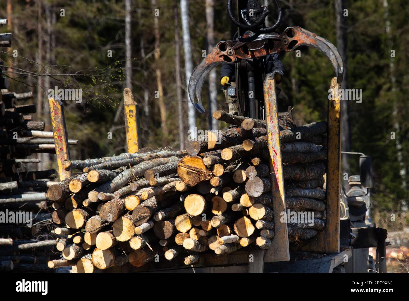 Forest industry. Operations for loading-unloading logging truck at ...