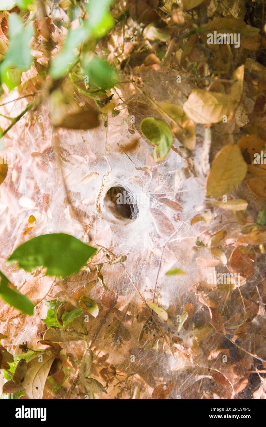 Spider hole. The spider's dwelling among the branches is entwined with ...