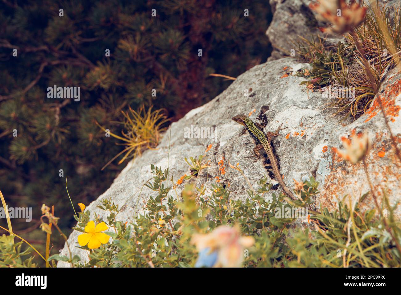 Common wall lizard sunbathing on a rock Stock Photo - Alamy
