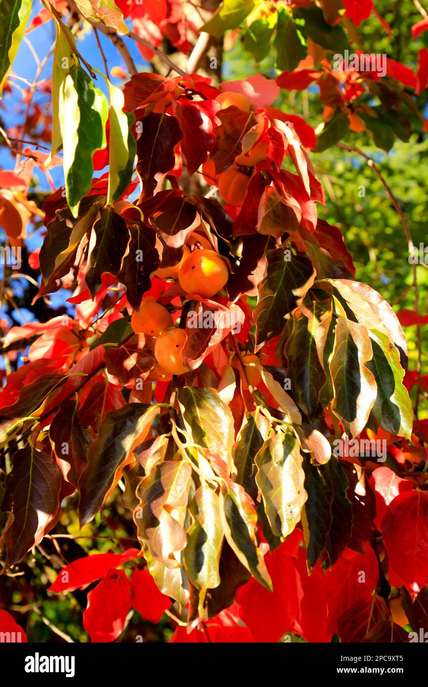 Persimmon tree hi-res stock photography and images - Alamy