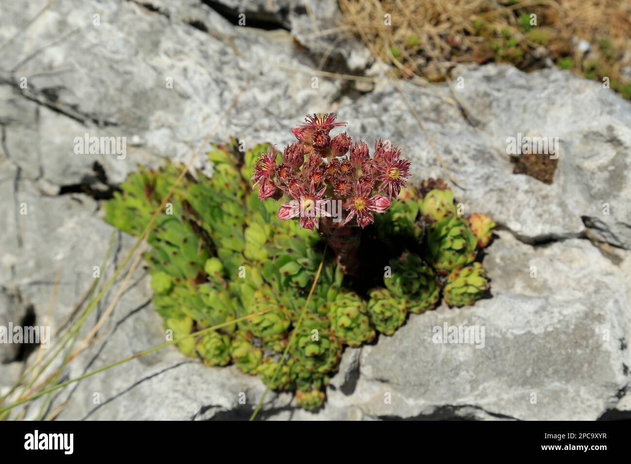 Alpine succulent hi-res stock photography and images - Alamy