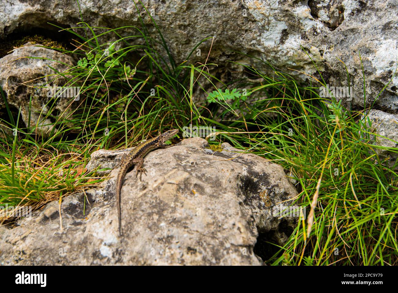 Common wall lizard sunbathing on a rock Stock Photo - Alamy