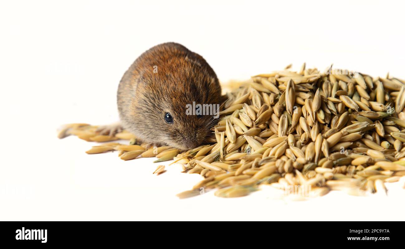 Strychnine poisoned grain hi-res stock photography and images - Alamy