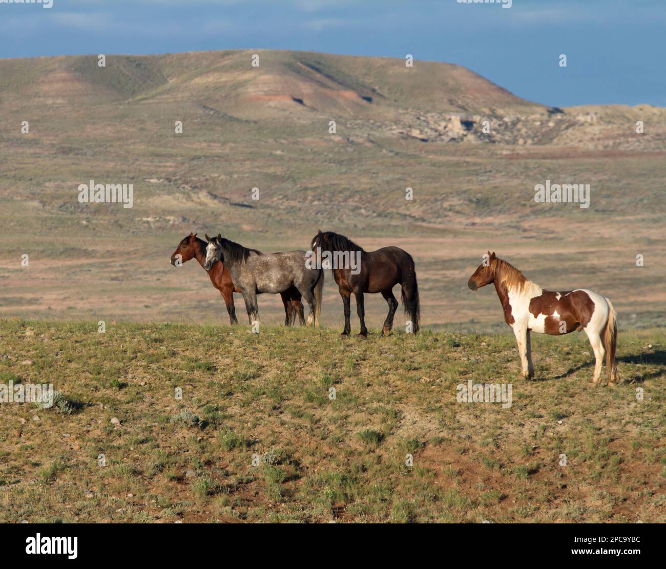 Band of wild horses hi-res stock photography and images - Alamy