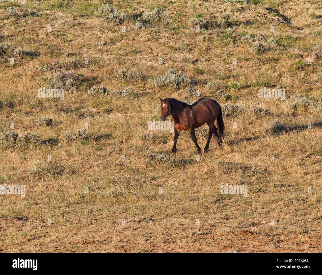 Wild stallion hi-res stock photography and images - Alamy