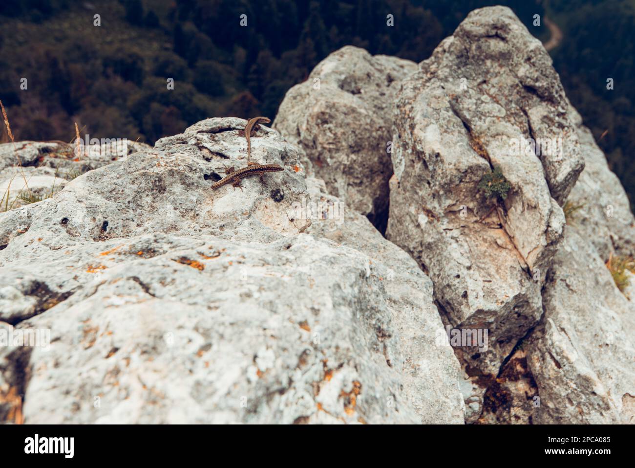 Common wall lizard sunbathing on a rock Stock Photo - Alamy