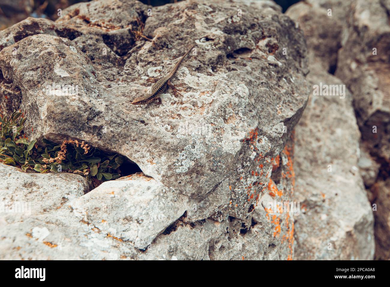 Common wall lizard sunbathing on a rock Stock Photo - Alamy