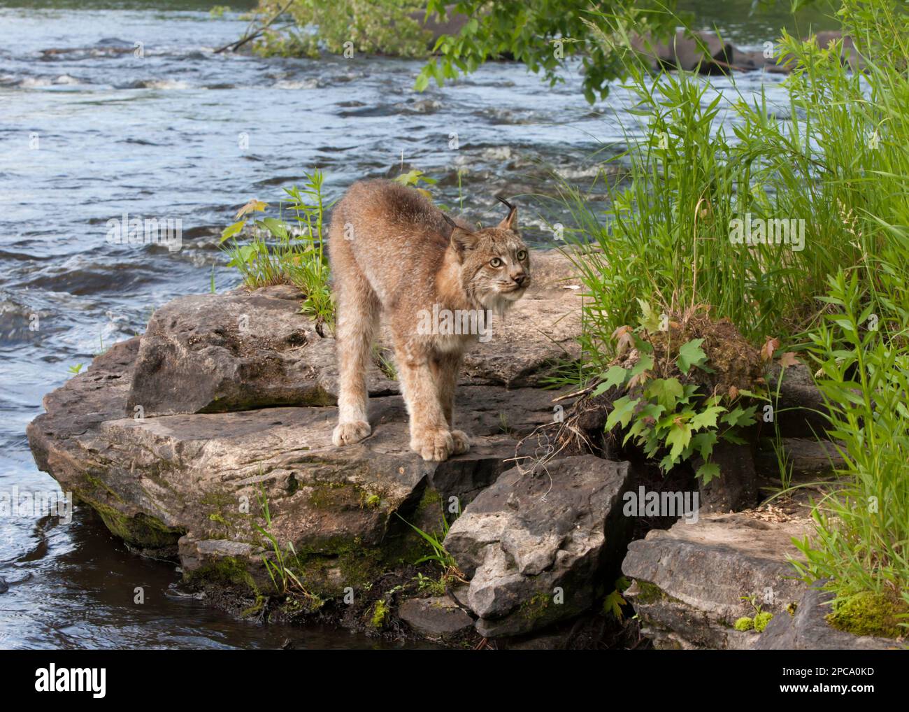 Lynx habitat hi-res stock photography and images - Alamy