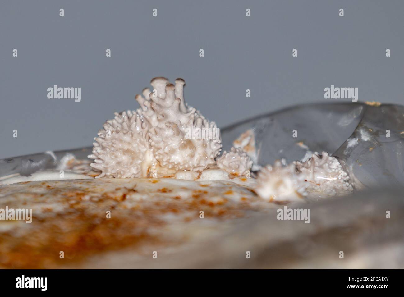 Pleurotus ostreatus, commonly known as white shimeji, hiratake or white ...