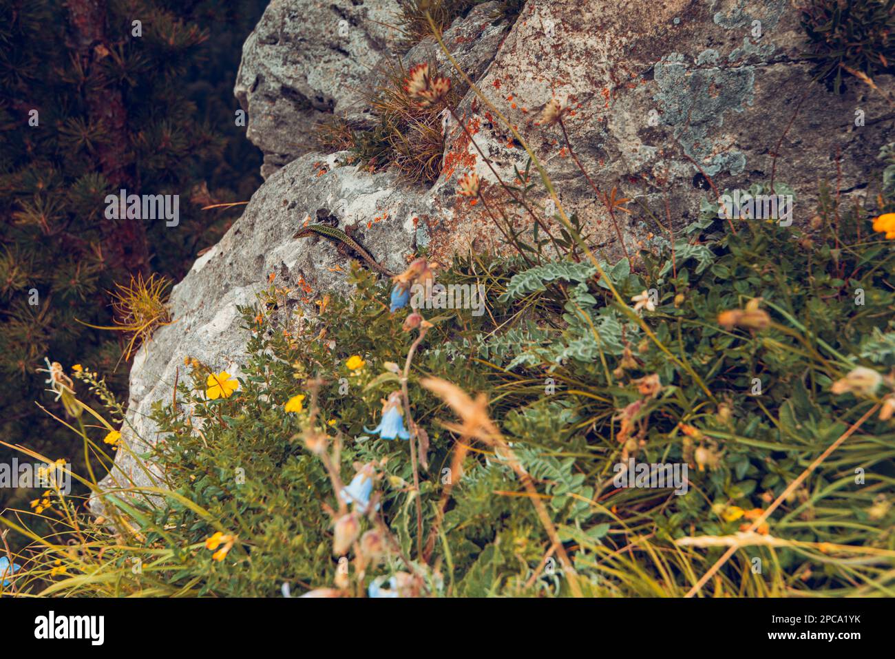 Common wall lizard sunbathing on a rock Stock Photo - Alamy
