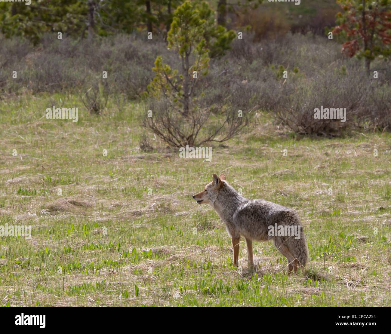 Coyote on the Lookout Stock Photo - Alamy