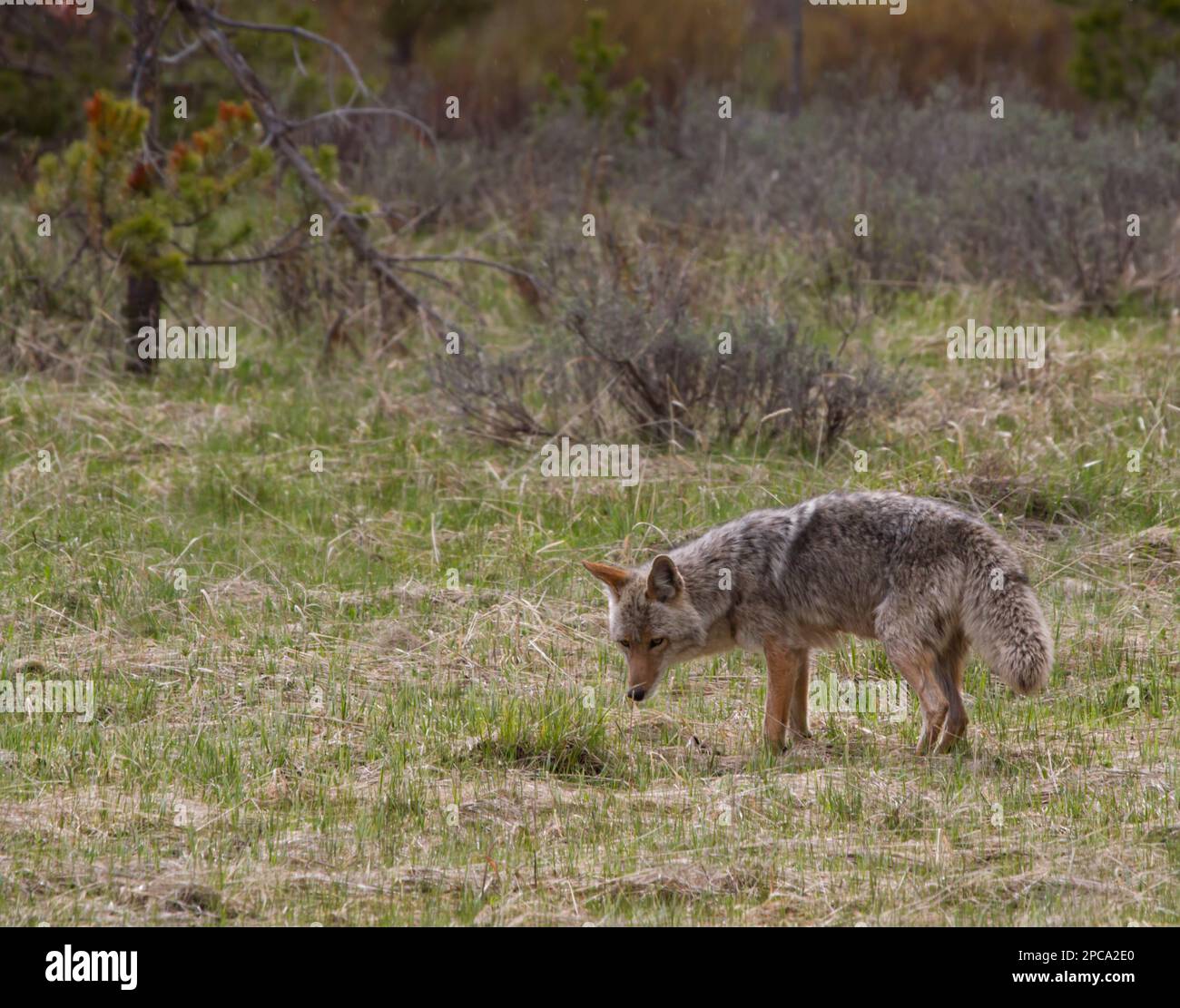 Coyote hunting for food Stock Photo - Alamy