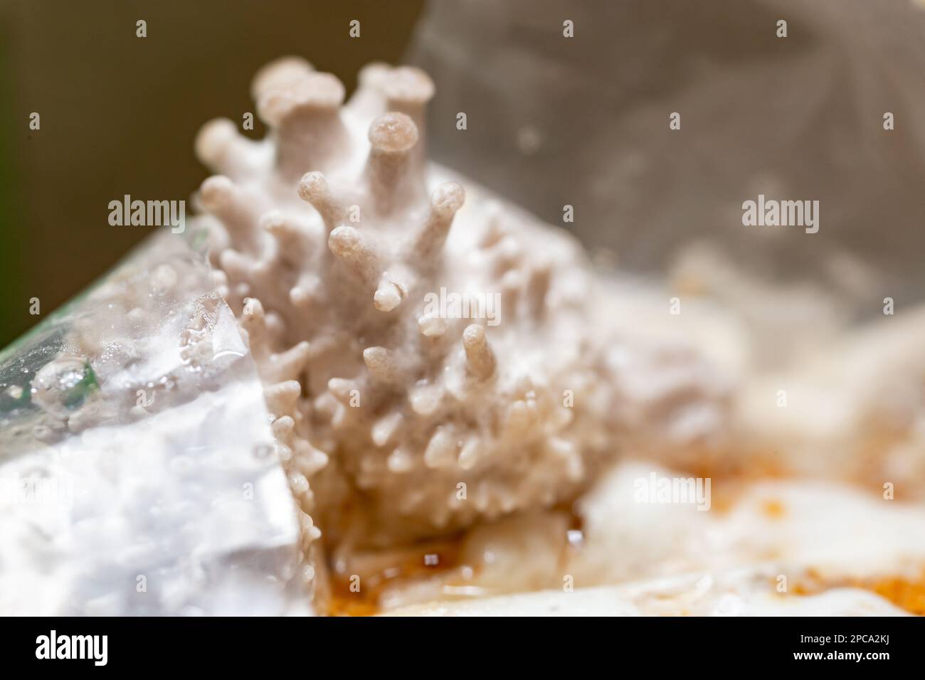 Pleurotus ostreatus, commonly known as white shimeji, hiratake or white ...