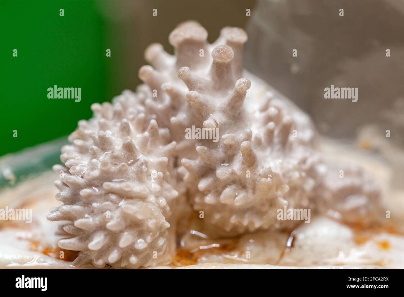 Pleurotus ostreatus, commonly known as white shimeji, hiratake or white ...