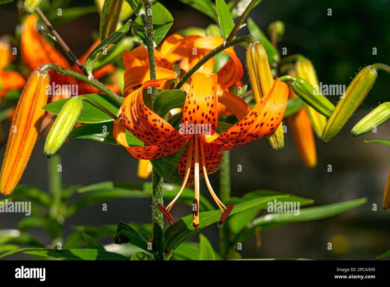 A bush of red tiger lilies in the garden in a flower bed Stock Photo ...