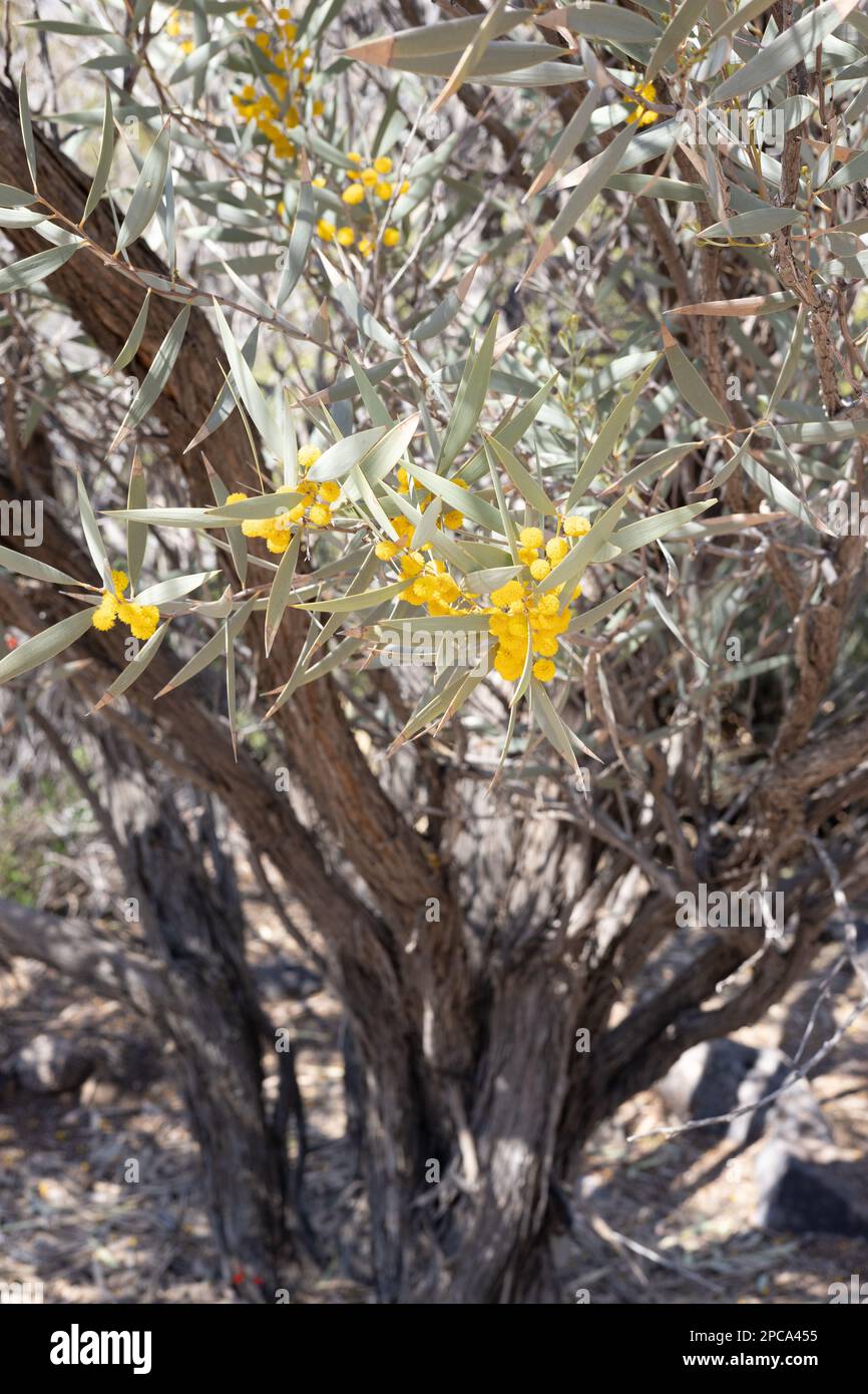 Snakewood tree hi-res stock photography and images - Alamy
