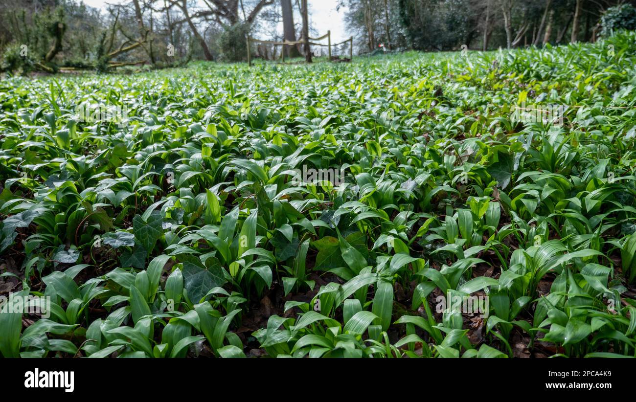 A large patch of wild garlic growing in spring in the UK Stock Photo ...