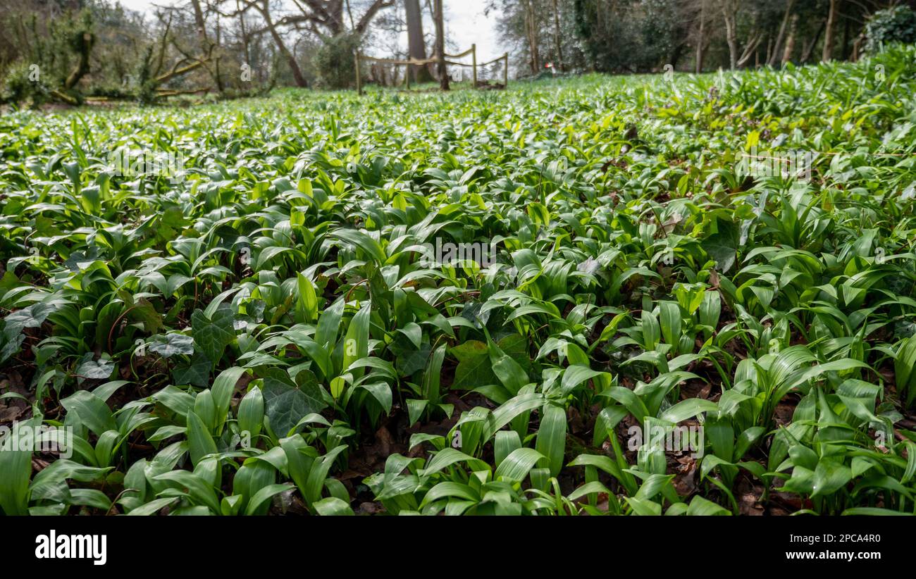 Ramps growing hi-res stock photography and images - Alamy