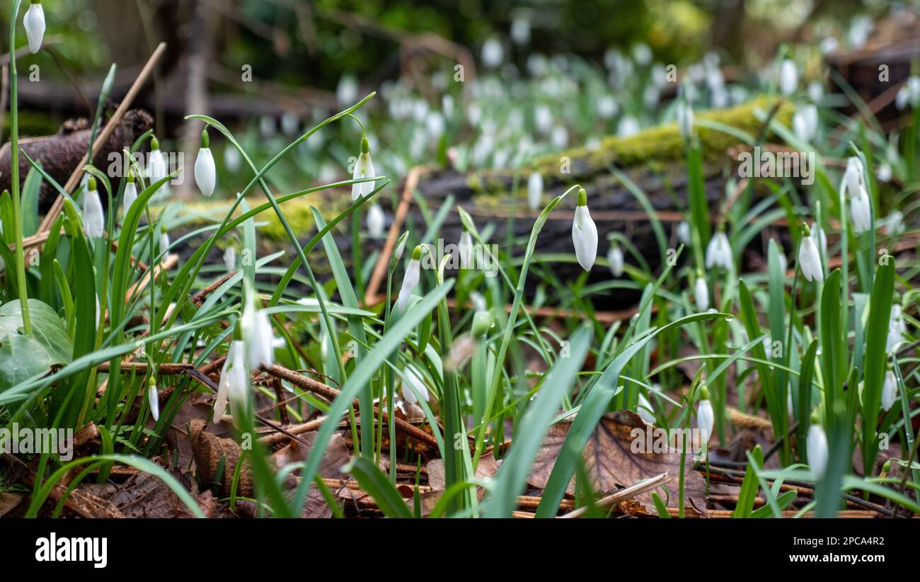 Snowdrop flowers emerging in Spring in Essex Stock Photo - Alamy