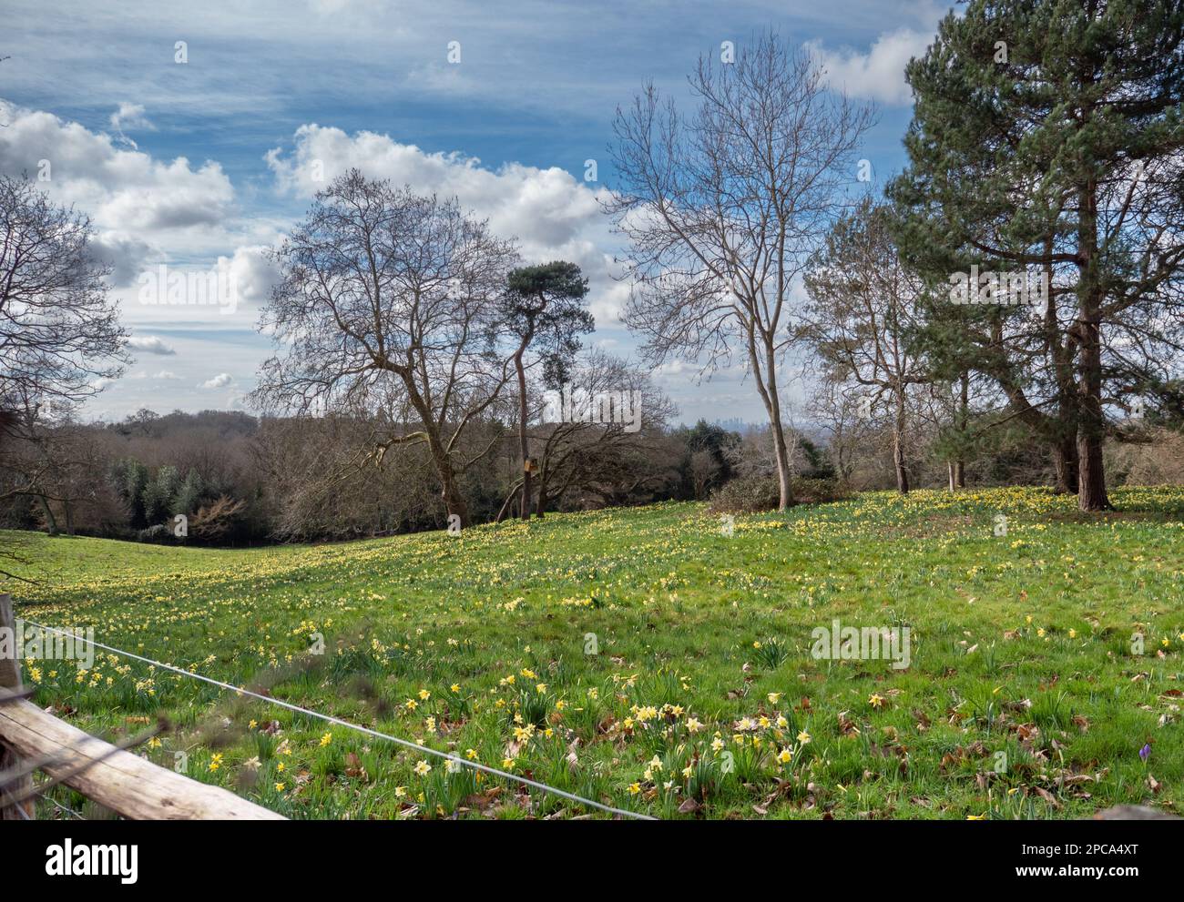 A view of a daffodil meadow in Spring in Warley Place, Essex Stock ...