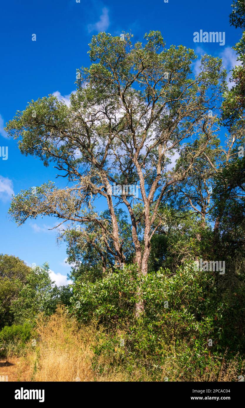 Fort Ord National Monument, California Stock Photo - Alamy