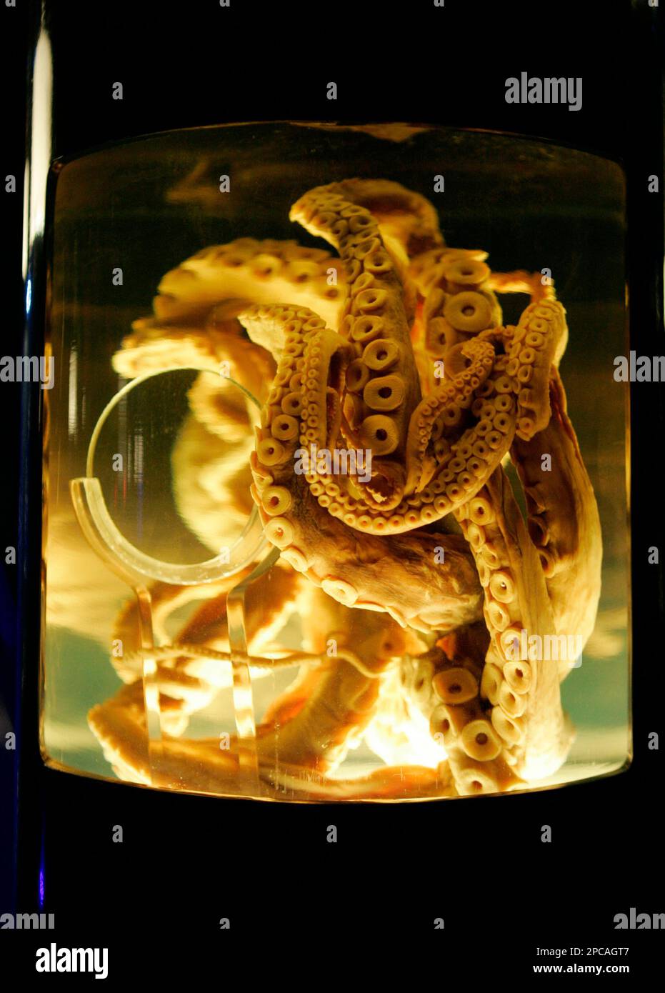 An octopus is on display to show how sea creatures are well suited to ...