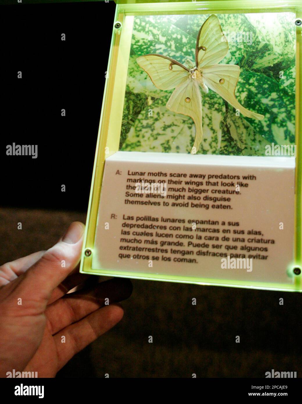 An interactive display of a lunar moth is on display at the Miami ...