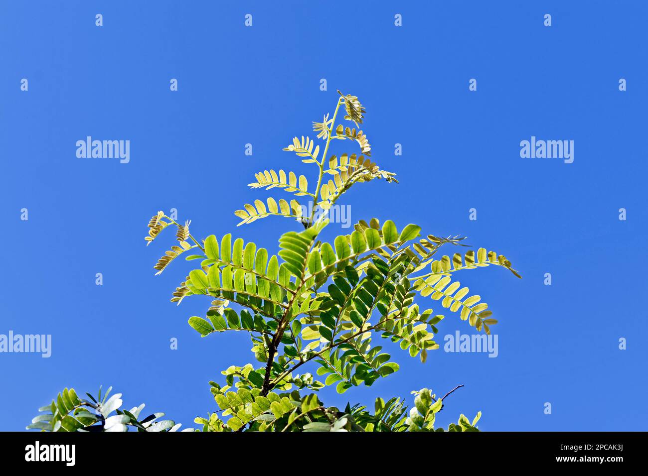 Pau brasil hi-res stock photography and images - Alamy