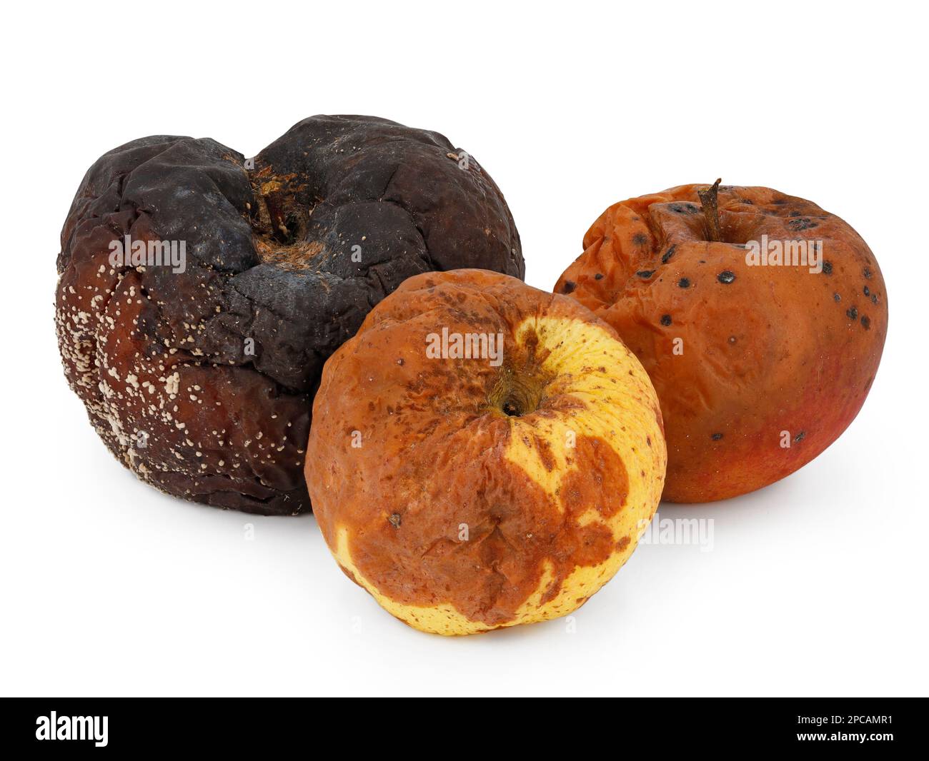three different rotten apples with mold isolated on white background ...