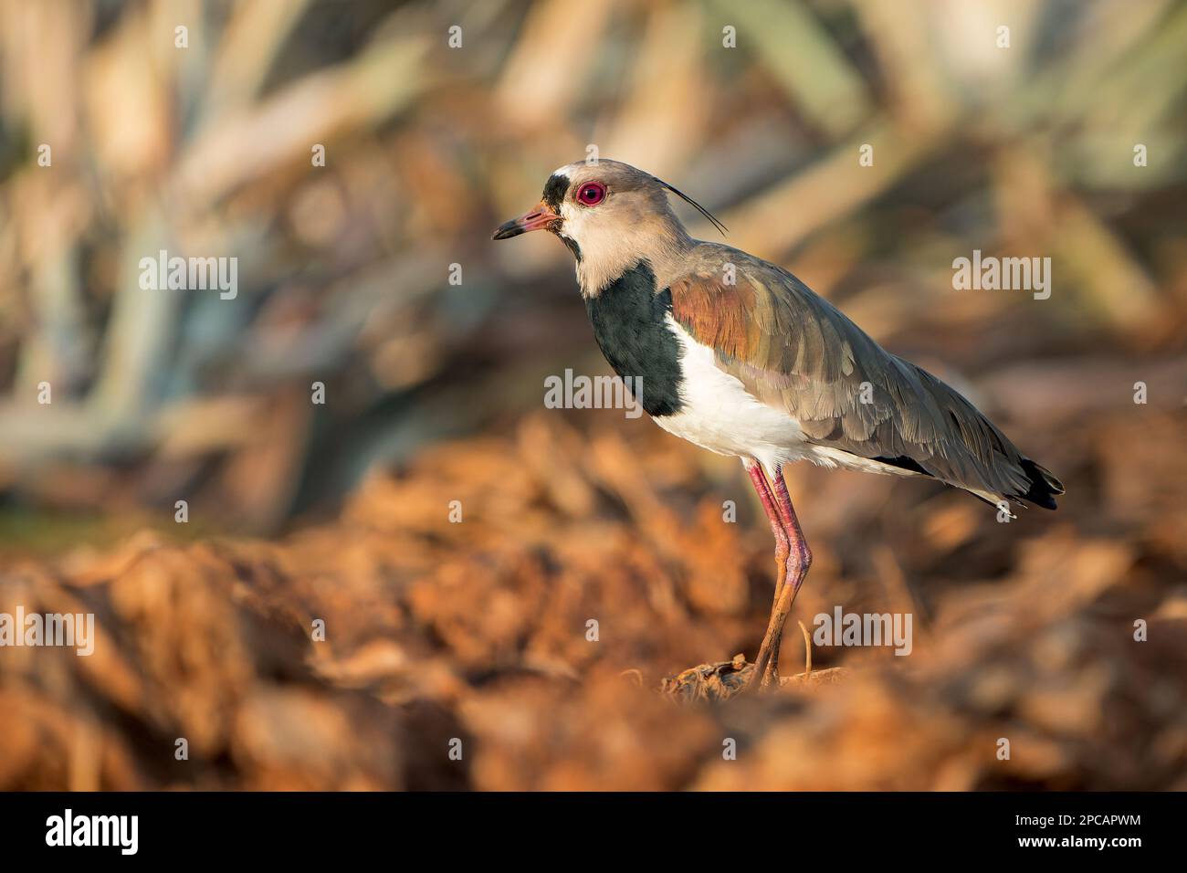 Southern Lapwing (Vanellus chilensis) at sunset in a sugar cane field in Costa Rica Stock Photo ...