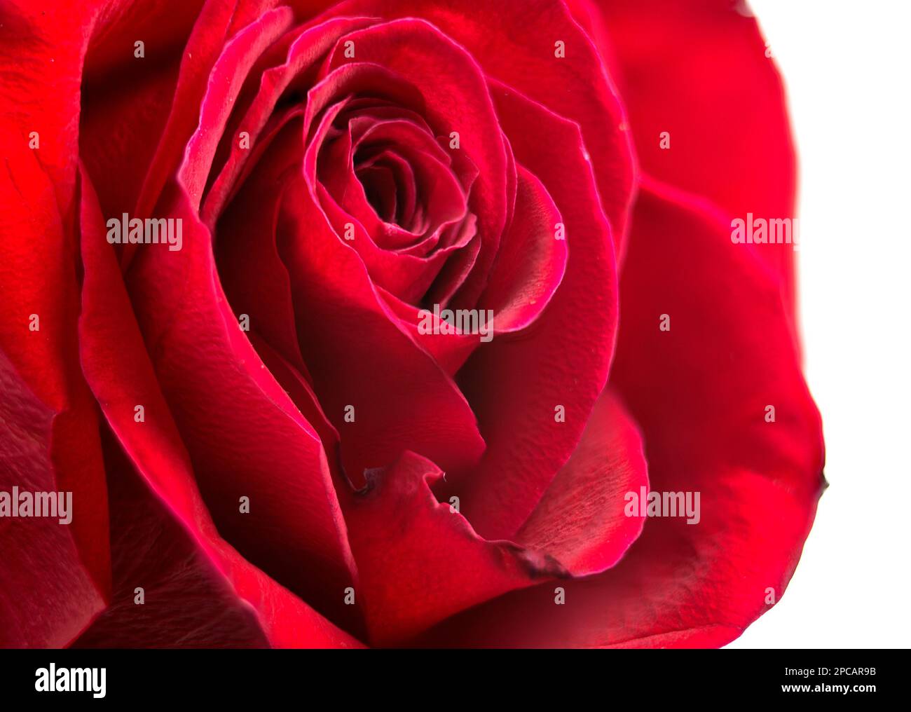 Single red rose closeup on a white background Stock Photo - Alamy