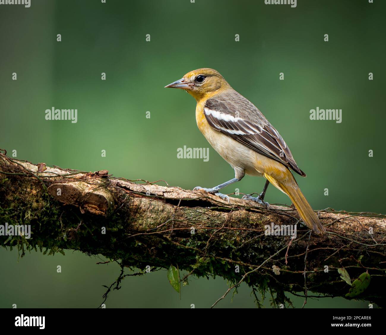 female Balitmore Oriole (Icterus galbula) perched on a tree branch in ...