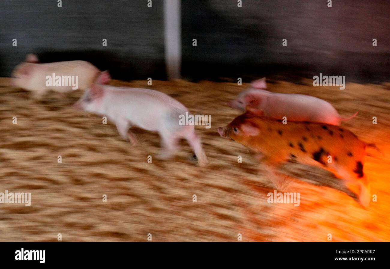 Piglets of the Sport-Pig Breeding Federation run in their new pigsty ...